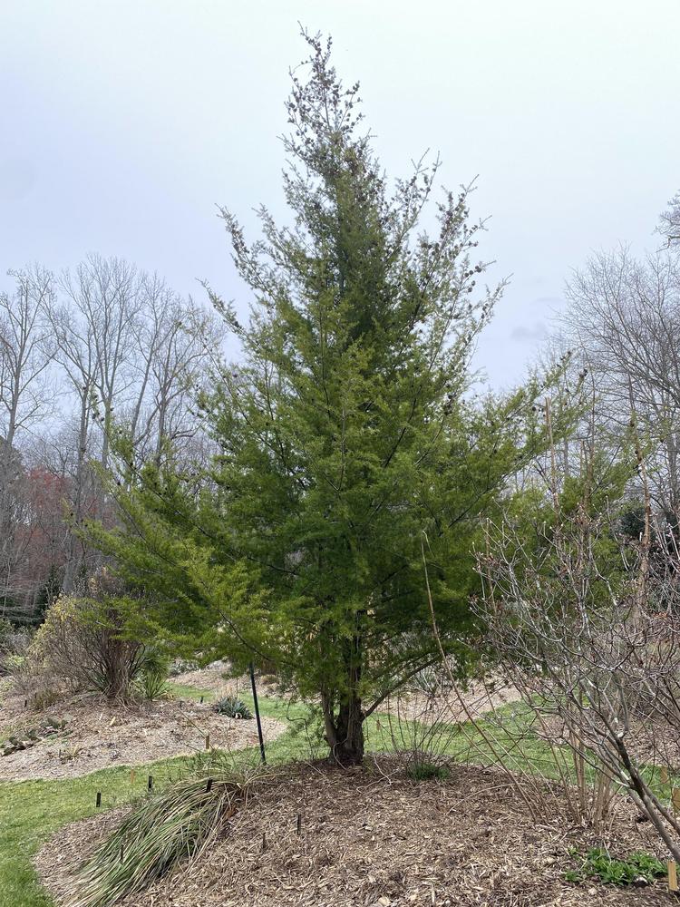 Photo of the entire plant of Bristlecone Hemlock (Nothotsuga ...
