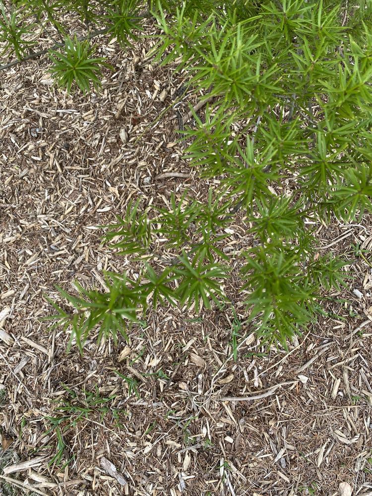 Photo of the stem, scape, stalk or bark of Bristlecone Hemlock ...