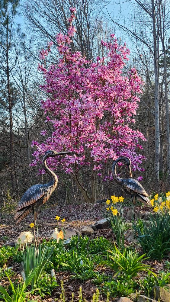 Photo of the entire plant of Magnolia 'Jane' posted by LoriMT - Garden.org