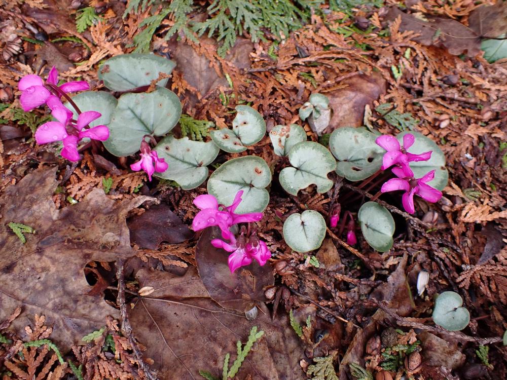 Photo of the entire plant of Cyclamen (Cyclamen coum 'Pewter Group ...