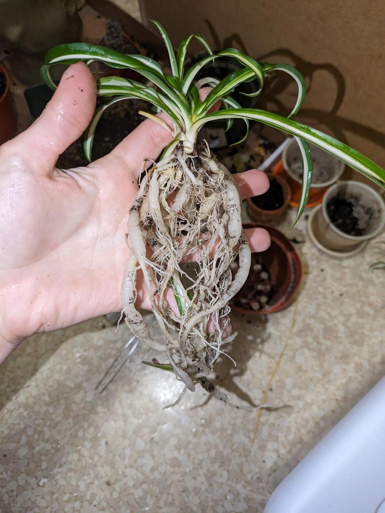 Photo of the roots of Variegated Spider Plant (Chlorophytum comosum ...