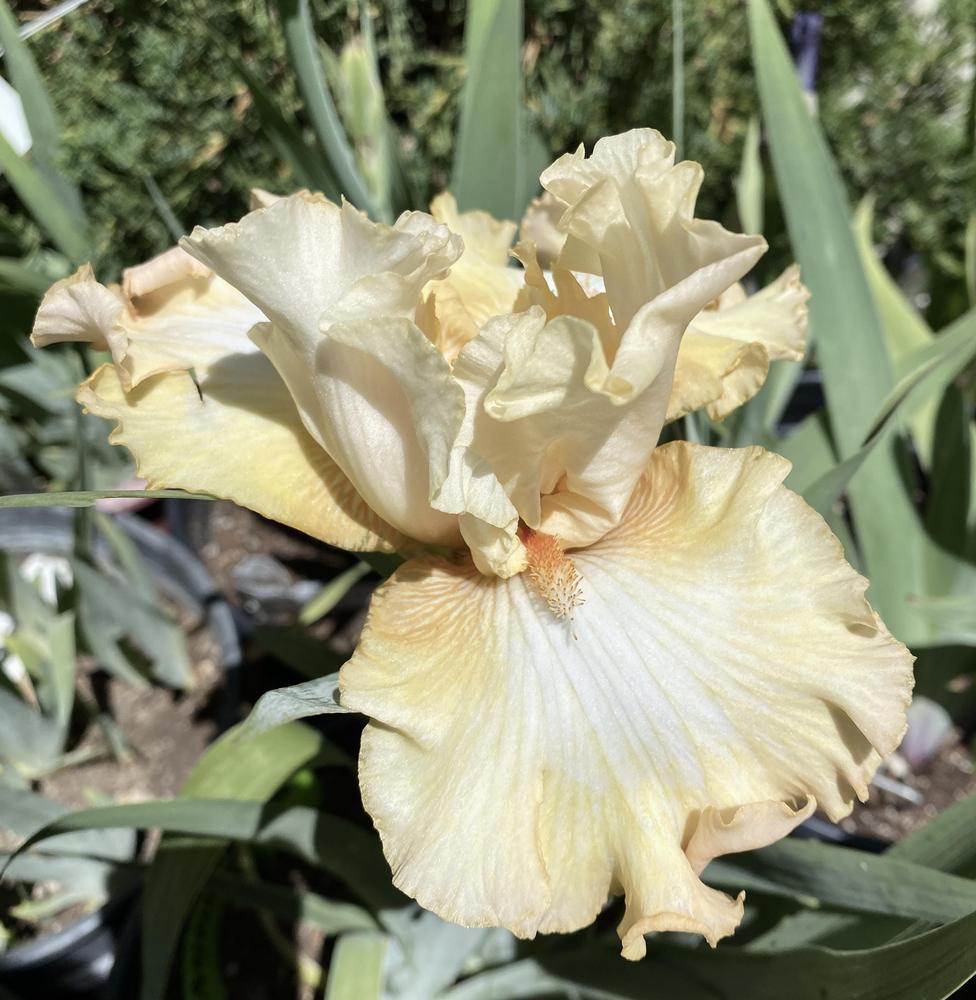 Photo of the bloom of Tall Bearded Iris (Iris 'Fine Porcelain') posted ...