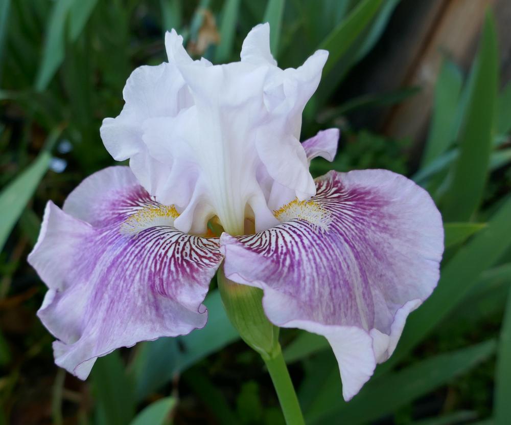 Tall Bearded Iris (Iris 'Pickathon') in the Irises Database - Garden.org