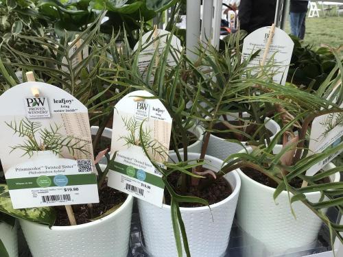 'Endless Forms Most Beautiful' The aroid photo gallery in the ...