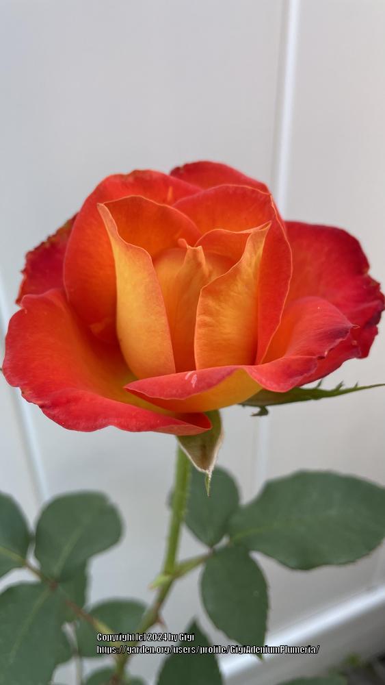 Photo of the closeup of buds, sepals and receptacles of Rose (Rosa ...