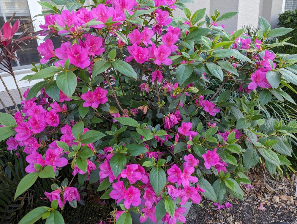 Photo of the entire plant of Azalea (Rhododendron indicum 'Formosa ...