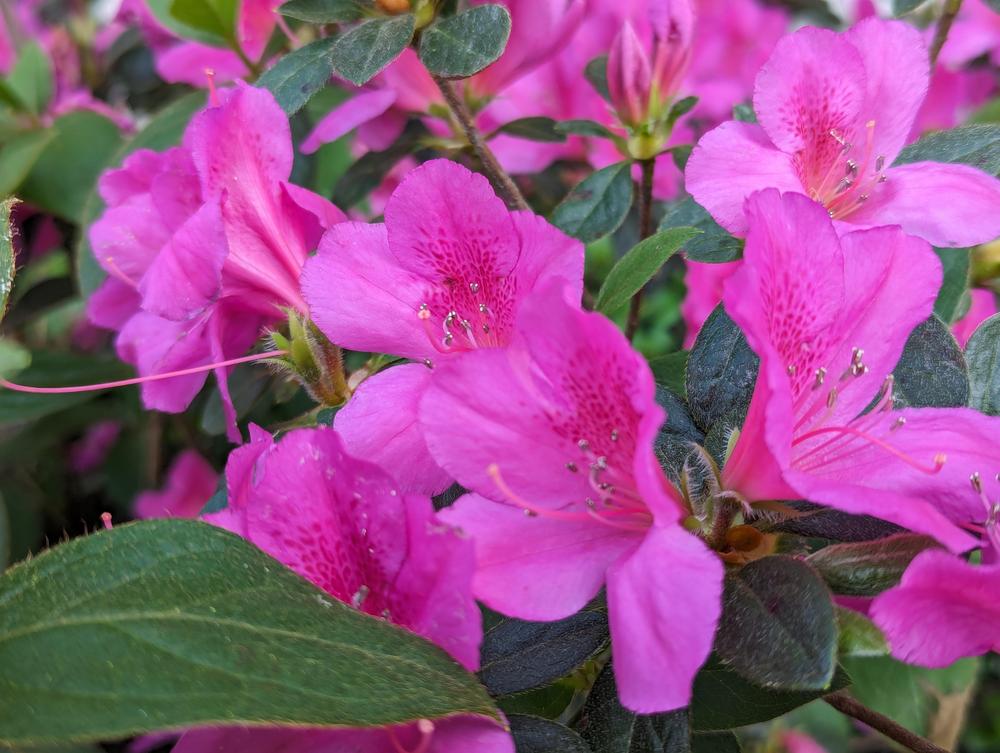 Photo of the bloom of Azalea (Rhododendron indicum 'Formosa') posted by ...
