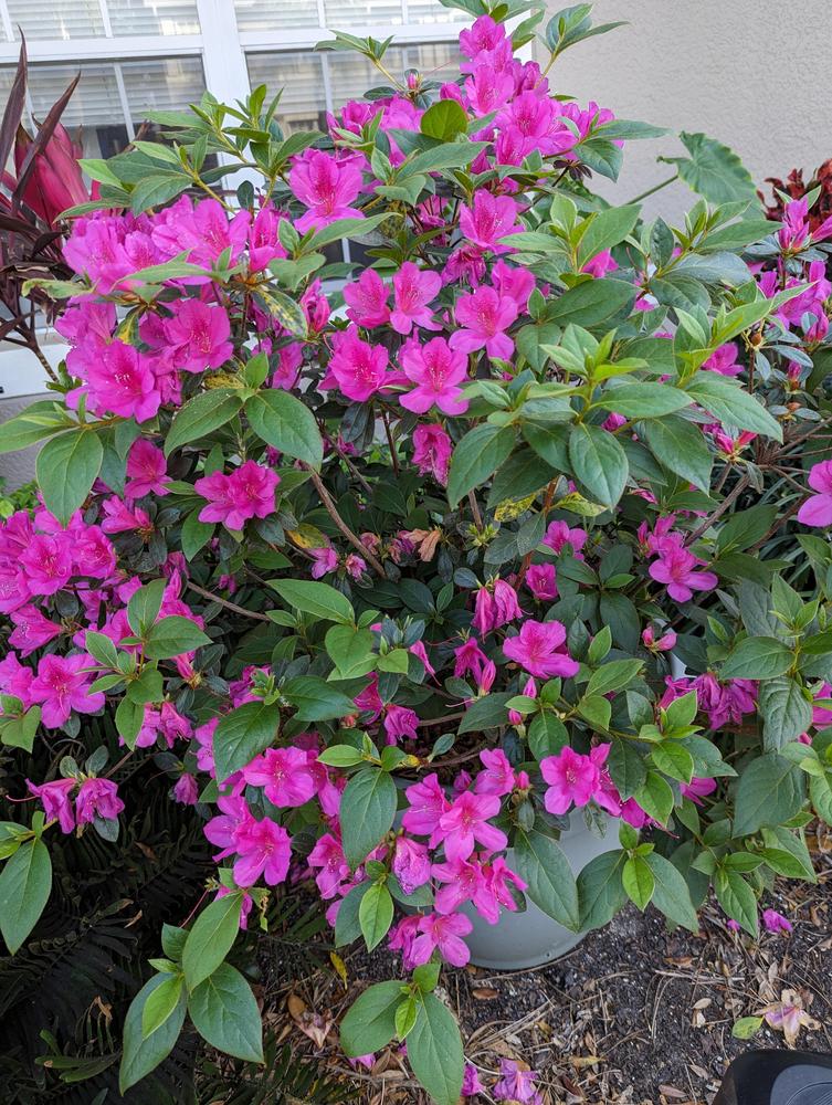 Photo of the entire plant of Azalea (Rhododendron indicum 'Formosa ...