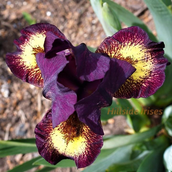 Photo of the bloom of Standard Dwarf Bearded Iris (Iris 'Ballistic') posted by cashe56 - Garden.org