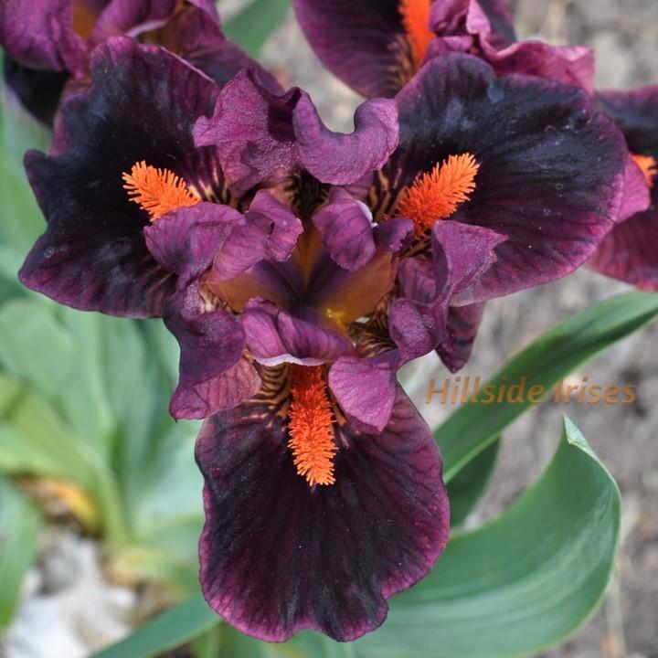 Photo of the bloom of Standard Dwarf Bearded Iris (Iris 'Outspoken') posted by cashe56 - Garden.org