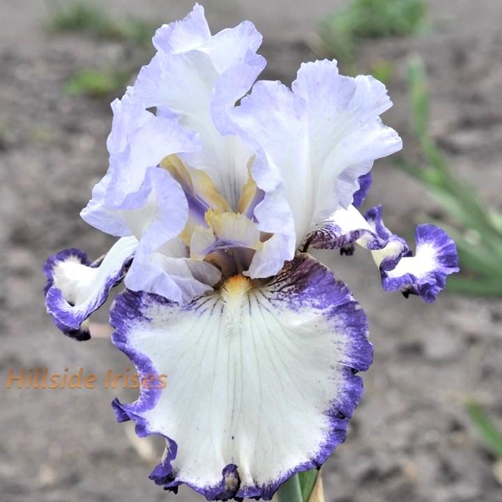 Photo of the bloom of Tall Bearded Iris (Iris 'Rings True') posted by ...