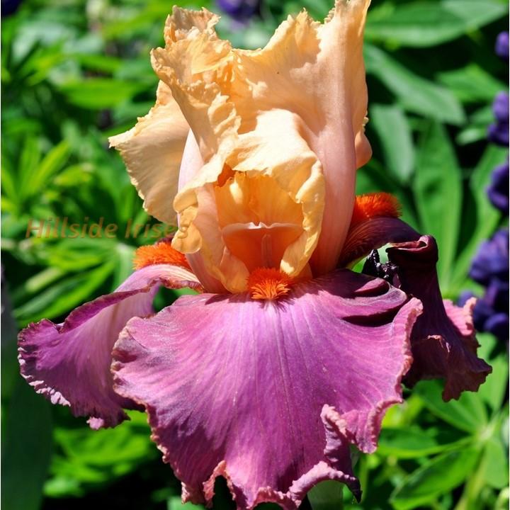 Photo of the bloom of Tall Bearded Iris (Iris 'Frimousse') posted by ...