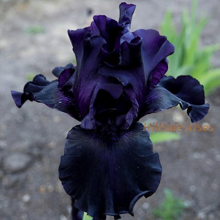Photo of the bloom of Tall Bearded Iris (Iris 'Ghost Train') posted by ...