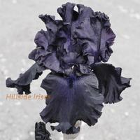 Tall Bearded Iris (Iris 'Night Ruler') in the Irises Database - Garden.org
