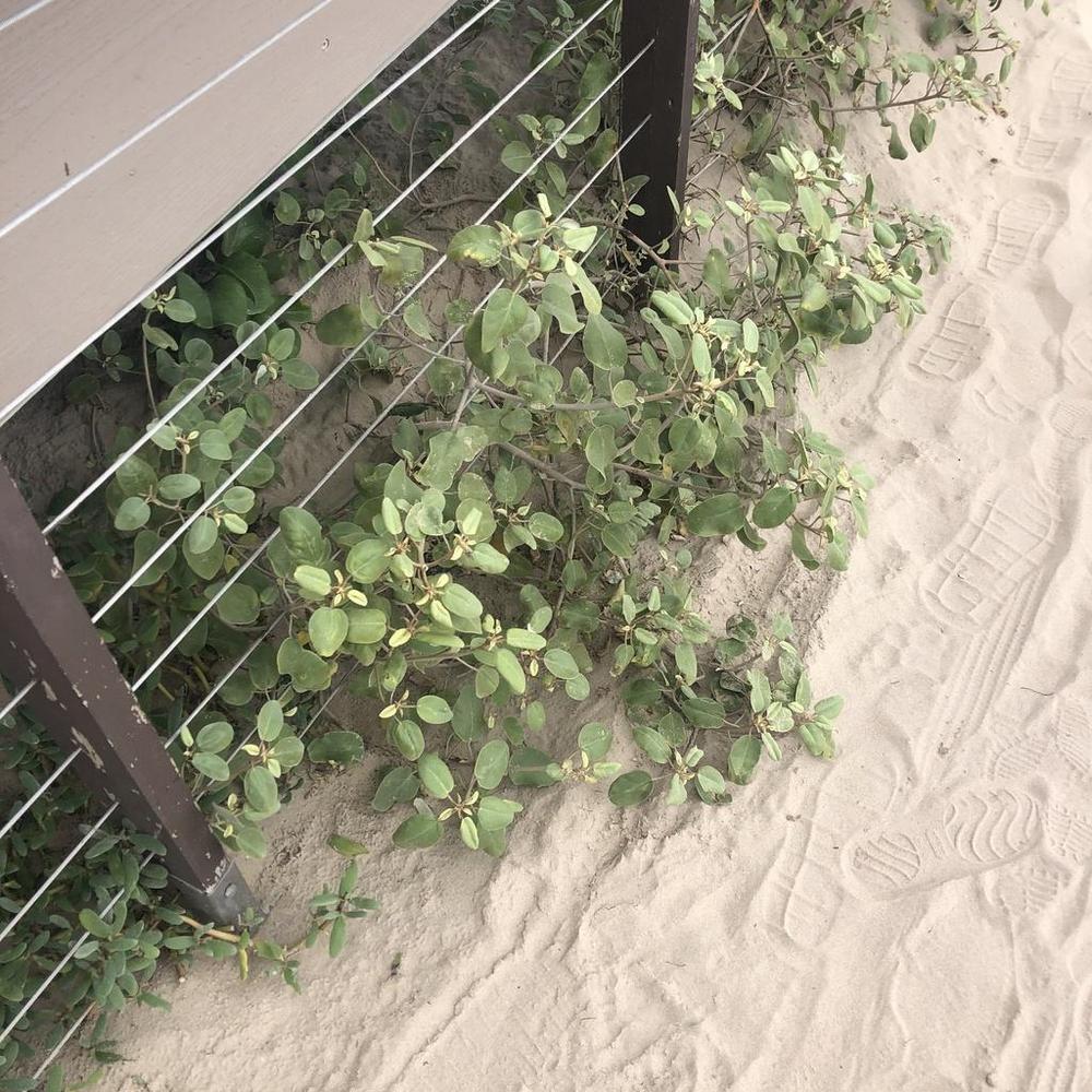 Gulf croton (Croton punctatus) - Garden.org