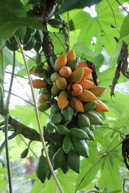 Photo of the fruit of Vasconcellea monoica posted by RuuddeBlock ...