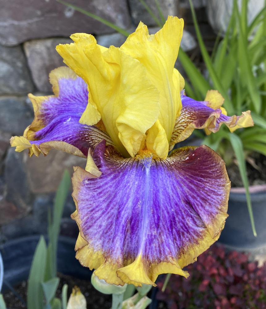 Photo of the bloom of Tall Bearded Iris (Iris 'Bold Pattern') posted by ...