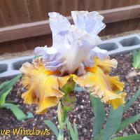 Photo of the bloom of Tall Bearded Iris (Iris 'Olive Windows') posted ...