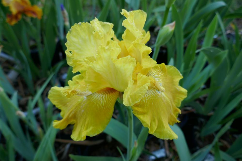 Tall Bearded Iris (Iris 'Vulcan Sun') in the Irises Database - Garden.org