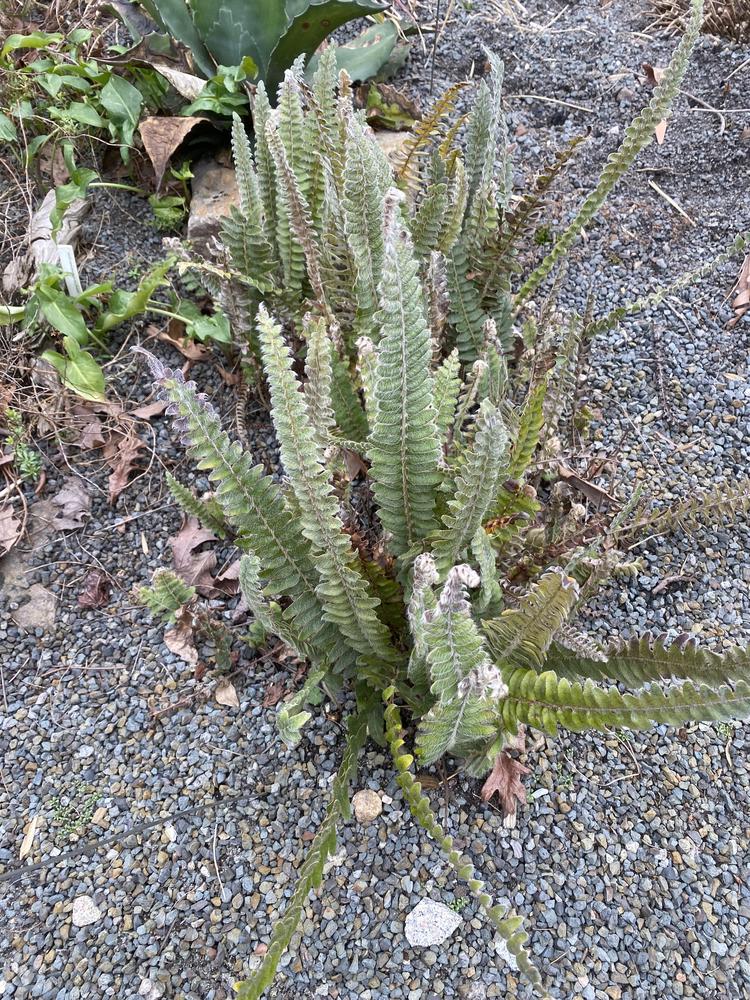 Photo of the entire plant of Brazilian Hairy Sword Fern (Pleopeltis ...