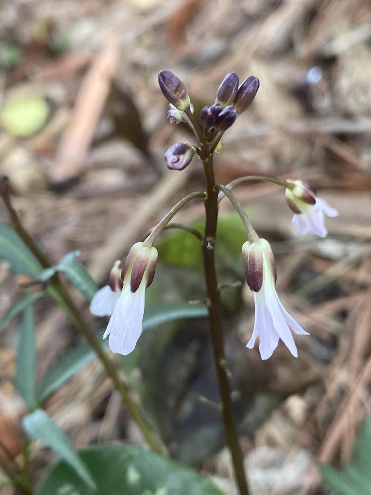 Photo of the bloom of Slender Toothwort (Cardamine angustata) posted by ...