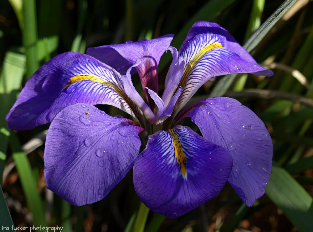 Photo of the bloom of Species Iris (Iris unguicularis 'Winter Echoes ...