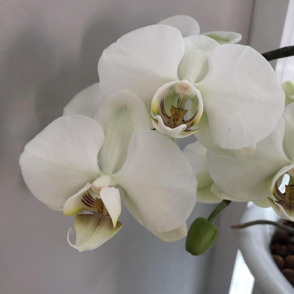 Photo of the bloom of Moth Orchid (Phalaenopsis Heliodor 'Darwin ...