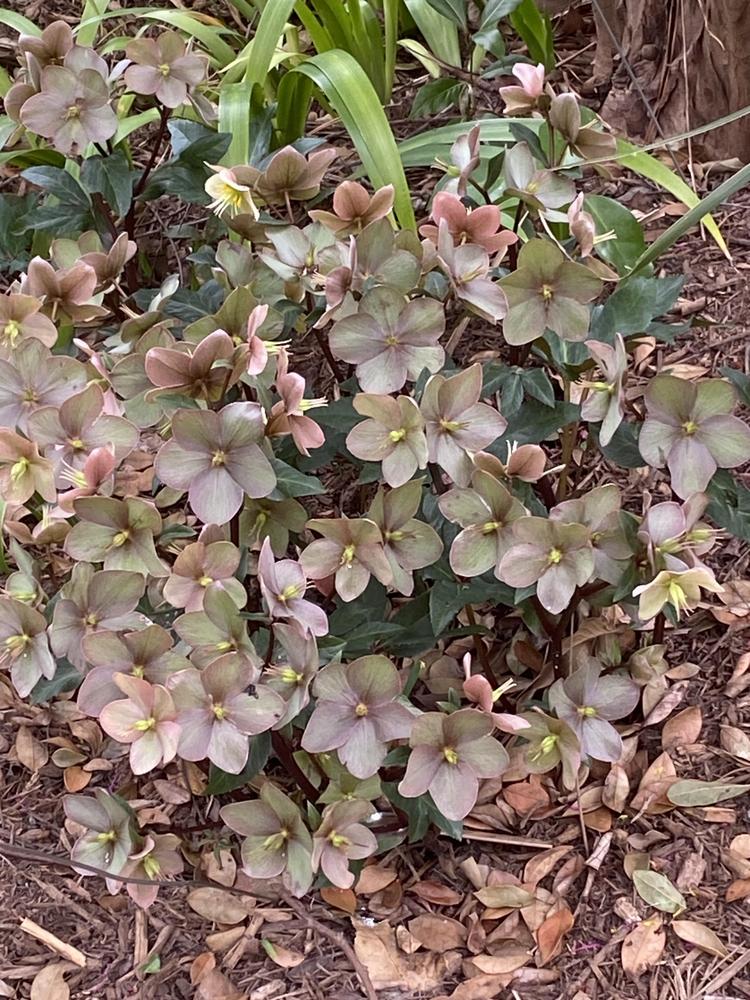 Photo of the entire plant of Hellebore (Helleborus Gold Collection ...