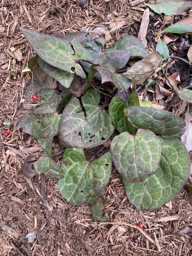 Photo of the entire plant of Wild Ginger (Asarum porphyronotum var ...