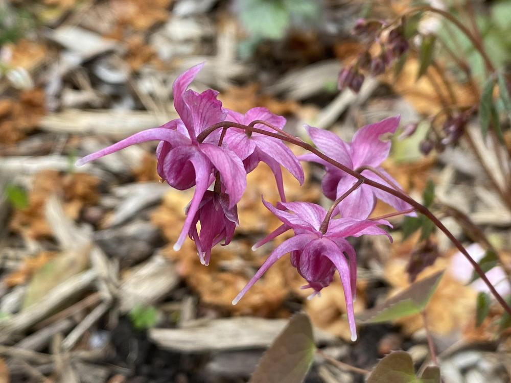 Photo of the bloom of Epimedium 'Pink Parasol' posted by SL_gardener ...