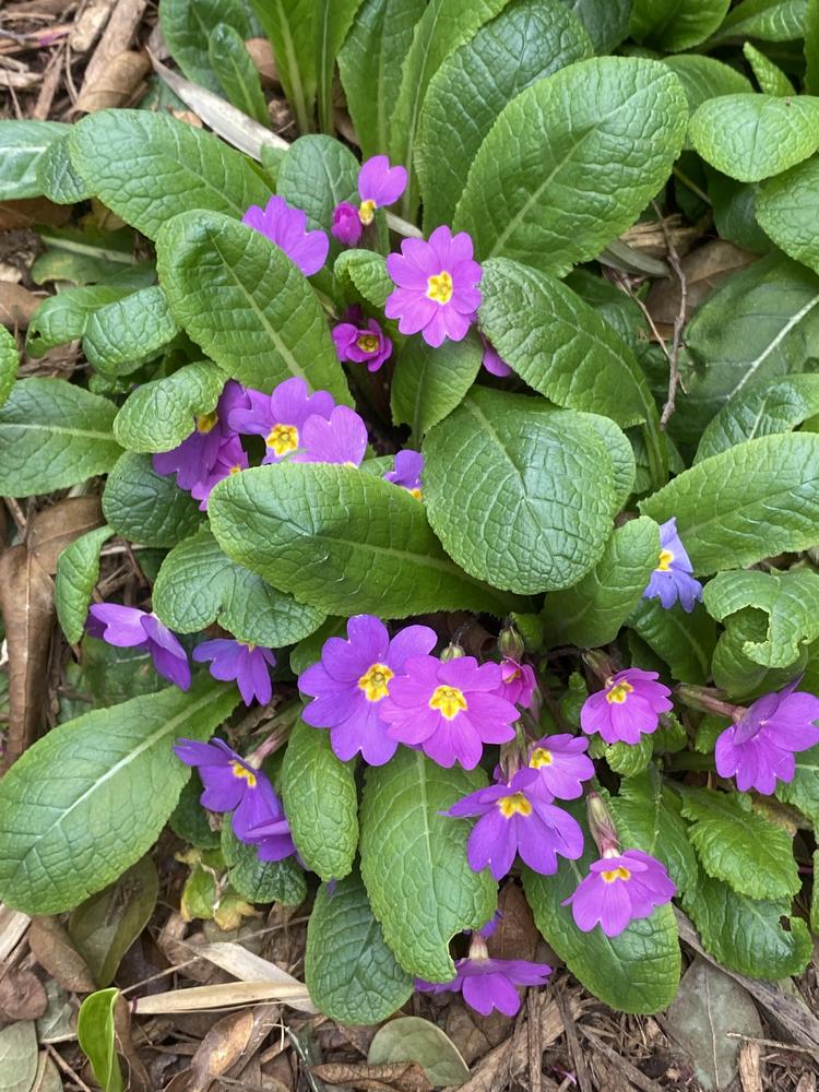 Photo of the bloom of Primrose (Primula vulgaris subsp. rubra) posted ...