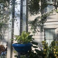 Photo of the entire plant of Orchid (Calanthe rubens) posted by sedumzz ...