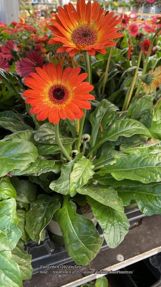 Photo of the entire plant of Gerbera jamesonii ColorBloom™ Bicolor ...