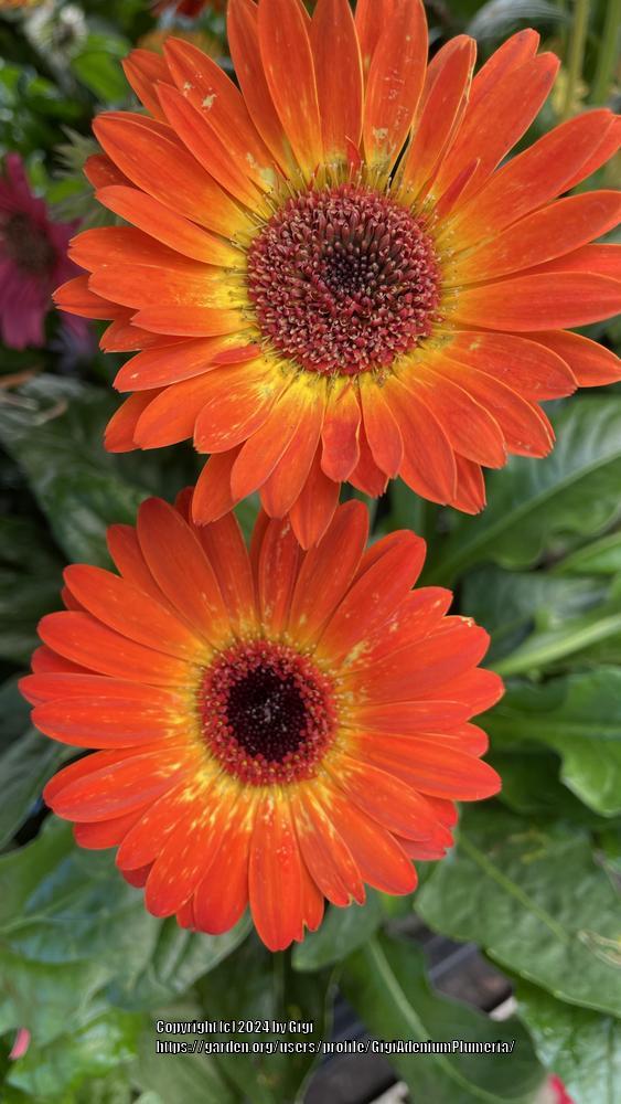 Photo of the bloom of Gerbera jamesonii ColorBloom™ Bicolor Yellow ...