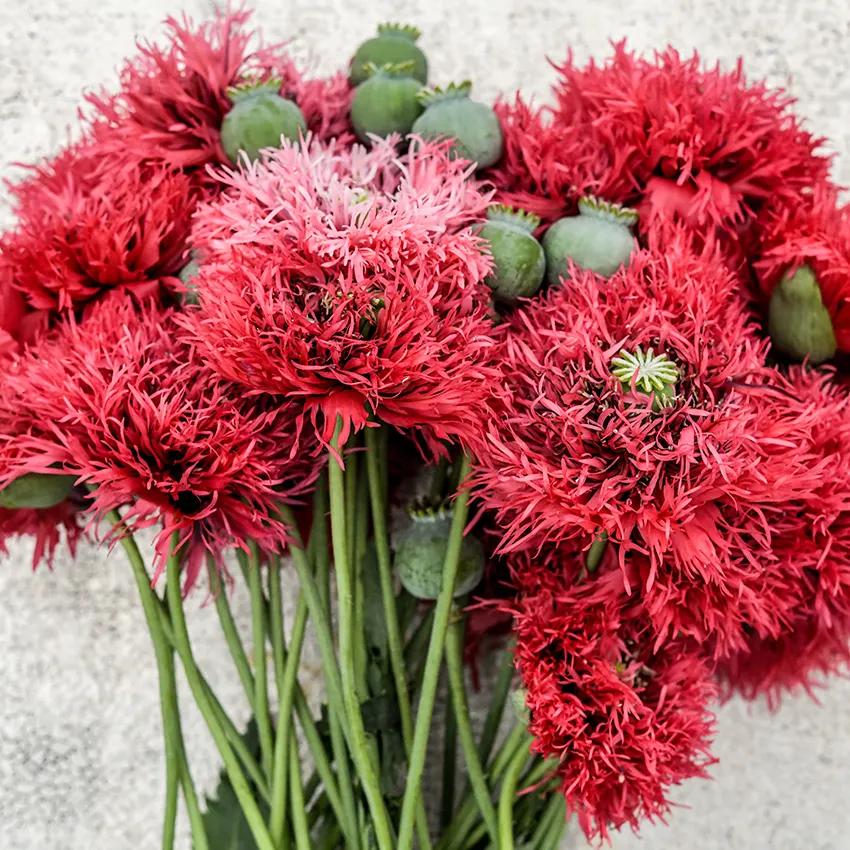 Feathered Poppy (Papaver somniferum 'Rose Feathers') in the Poppies ...
