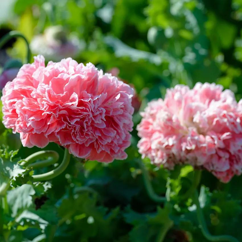 Photo of the bloom of Peony Poppy (Papaver somniferum 'Frosted Salmon ...