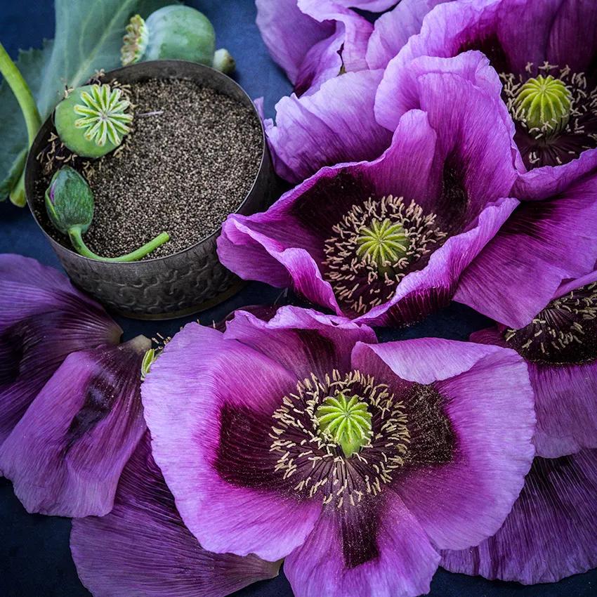 Photo of the bloom of Breadseed Poppy (Papaver somniferum 'Hungarian ...