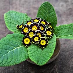 Silver-Laced Primrose (Primula 'Victoriana Silver Lace Black') in the ...