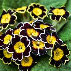 Silver-Laced Primrose (Primula 'Victoriana Silver Lace Black') in the ...
