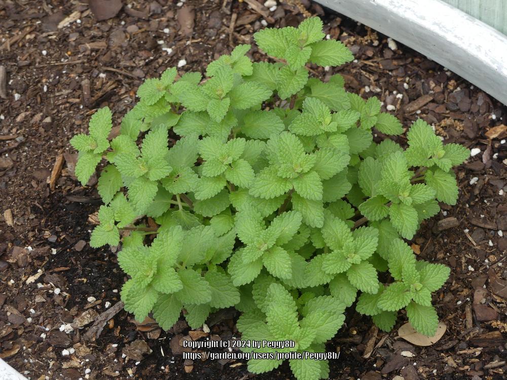 Photo of the entire plant of Catmint (Nepeta x faassenii 'Purrsian Blue ...