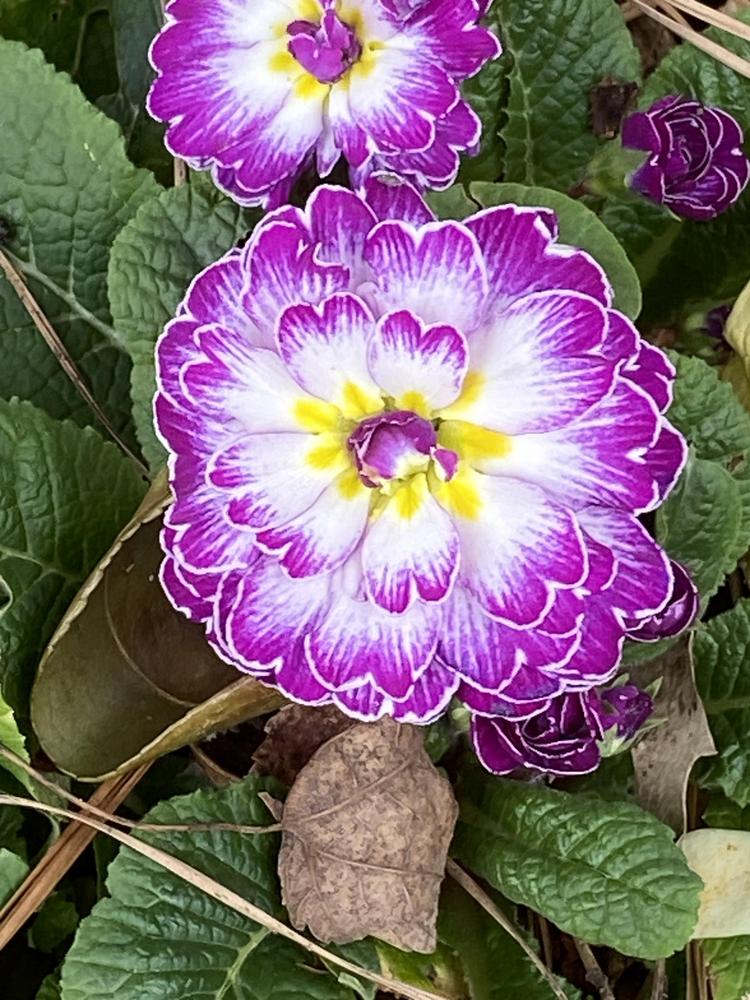 Photo of the bloom of Primrose (Primula Belarina® Lively Lilac) posted ...