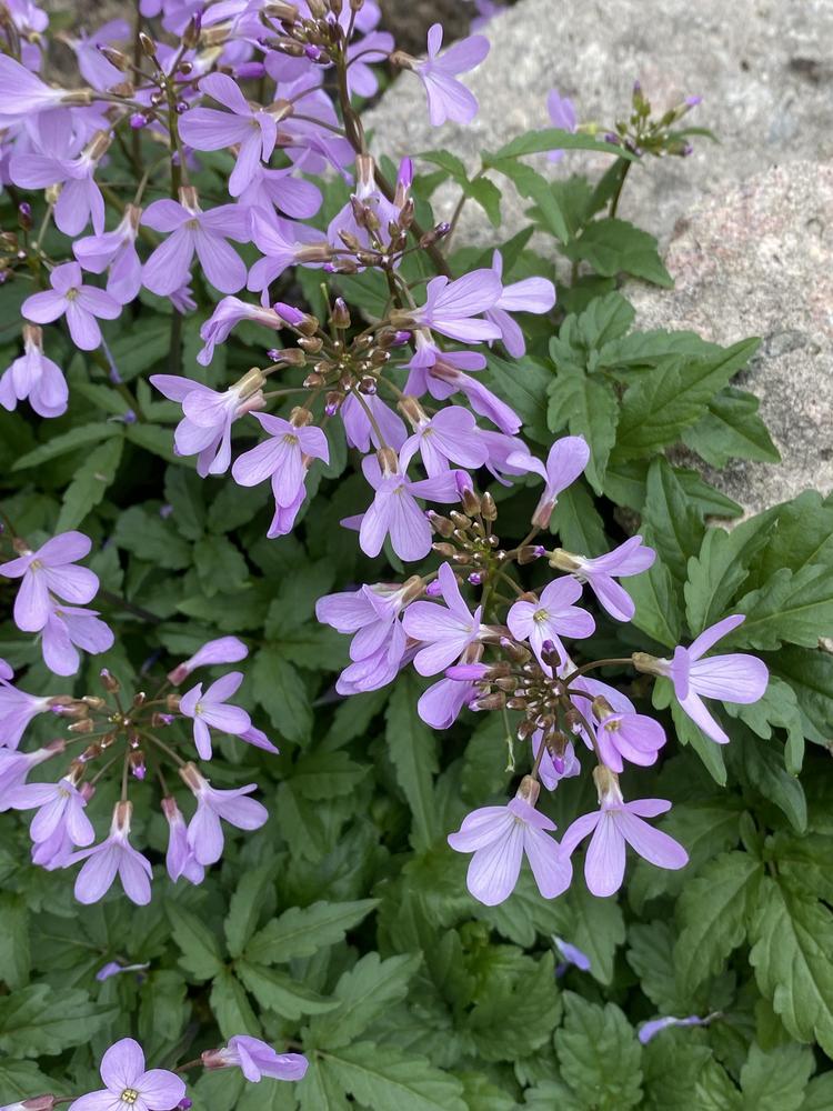 Photo of the bloom of Cardamine quinquefolia posted by SL_gardener ...