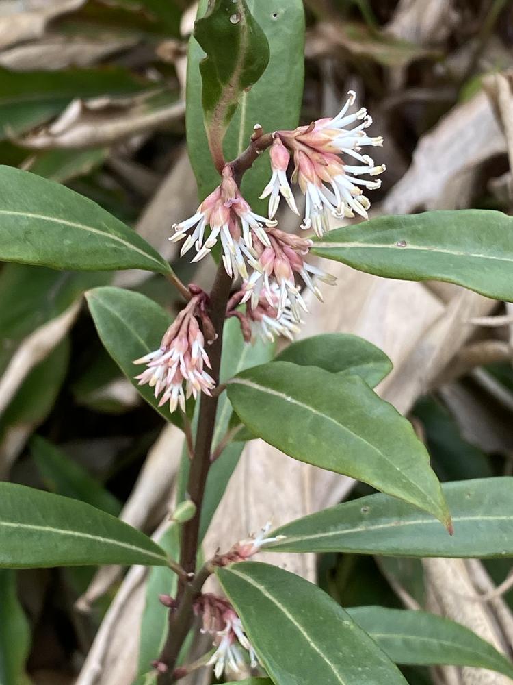 Photo of the bloom of Christmas Box (Sarcococca hookeriana var. digyna ...