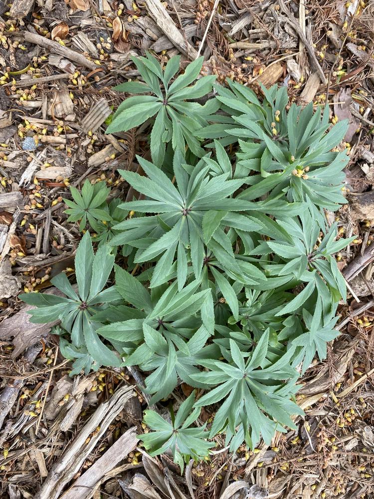 Photo of the leaves of Hellebore (Helleborus multifidus) posted by SL ...