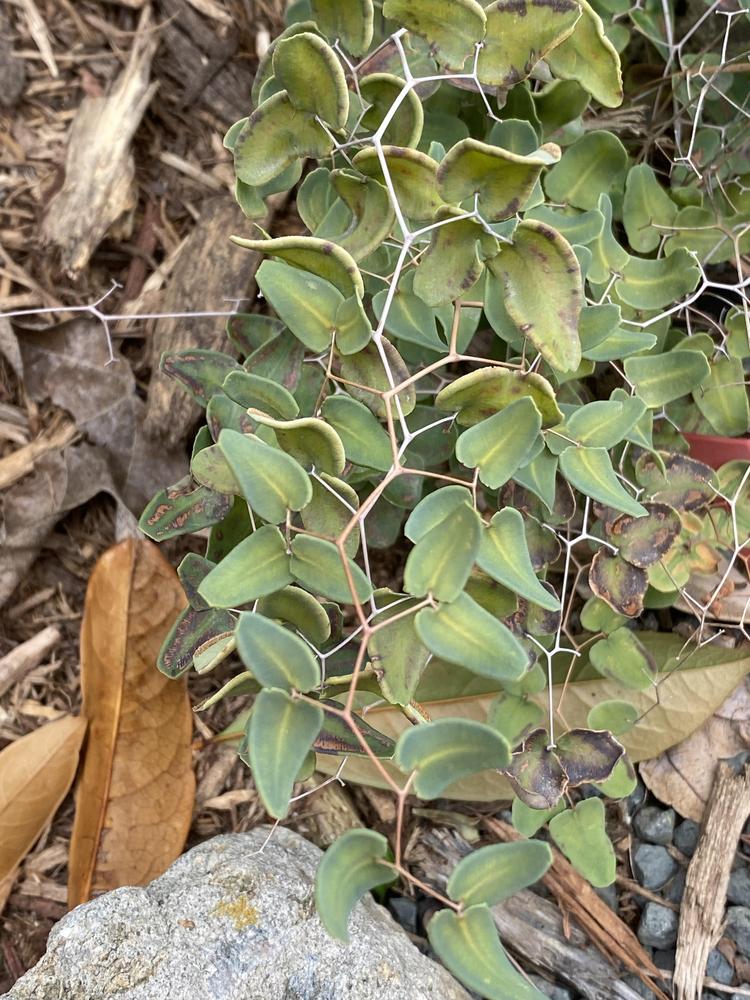 Photo of the leaves of Cliff Brake Fern (Pellaea ovata) posted by SL ...