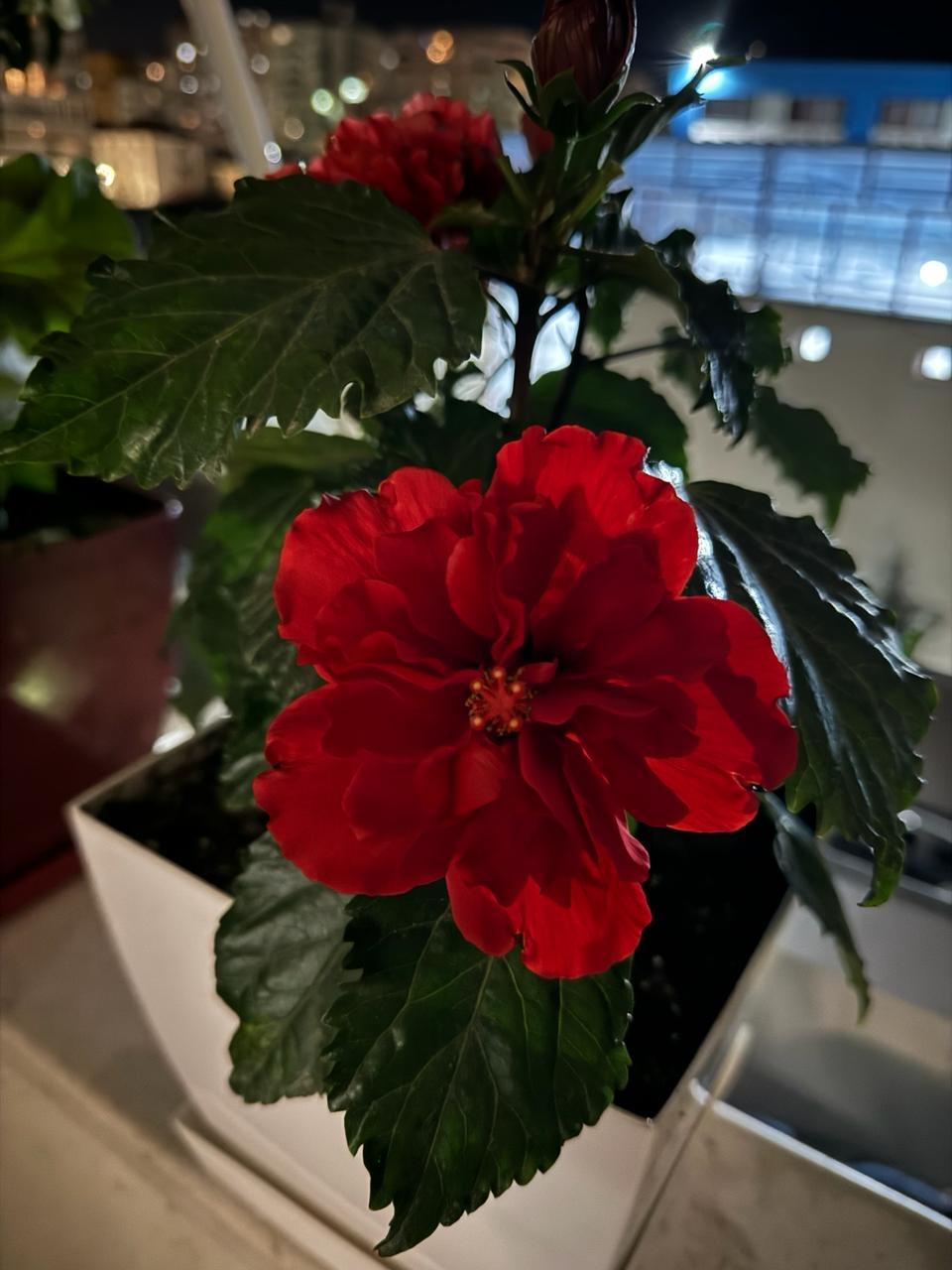 Photo of the bloom of Tropical Hibiscus (Hibiscus rosa-sinensis ...