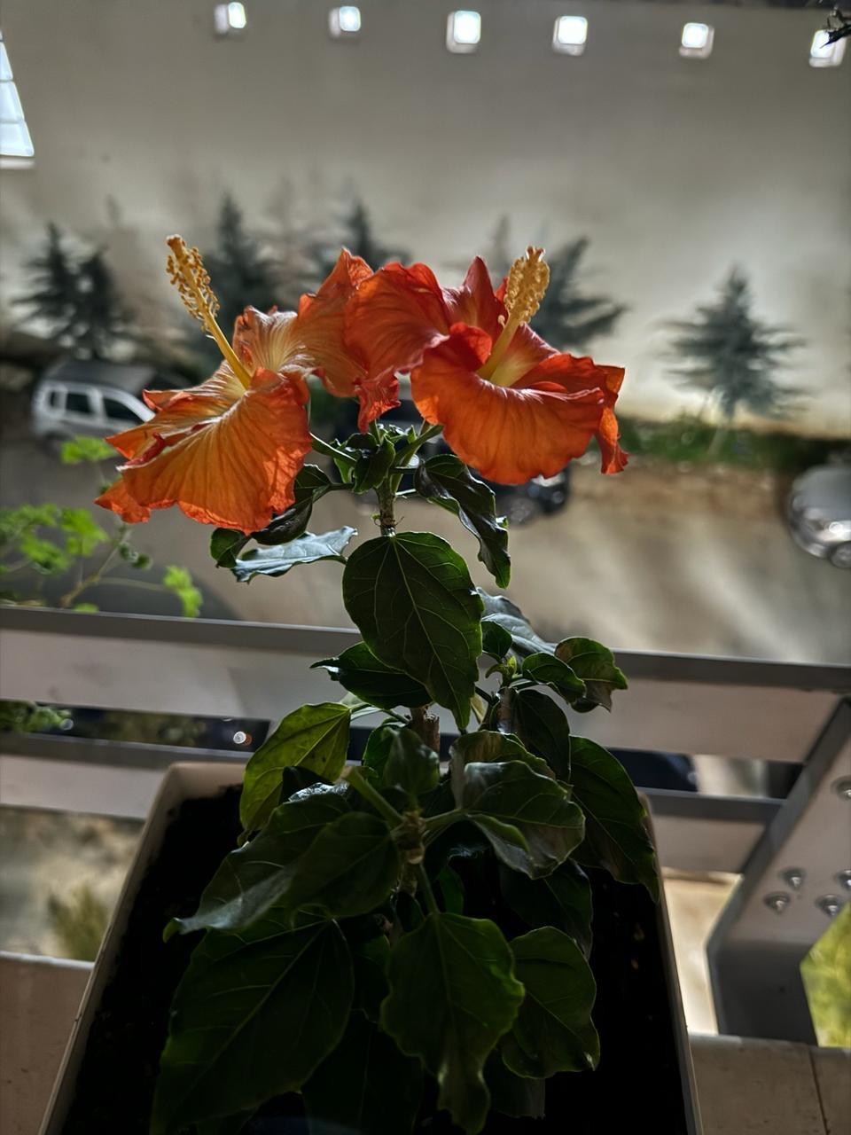 Tropical Hibiscus (Hibiscus rosa-sinensis 'Anderson's Double Yellow Red ...