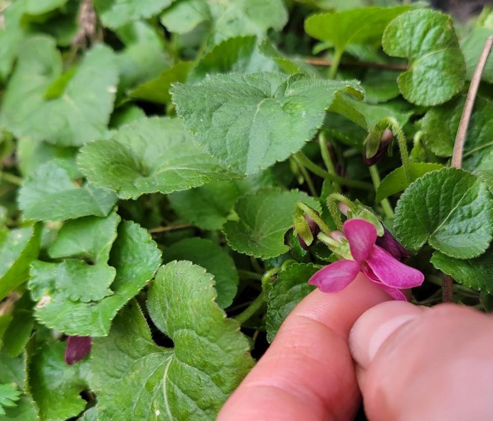 Photo of the entire plant of Scented Violet (Viola odorata 'Rosina ...