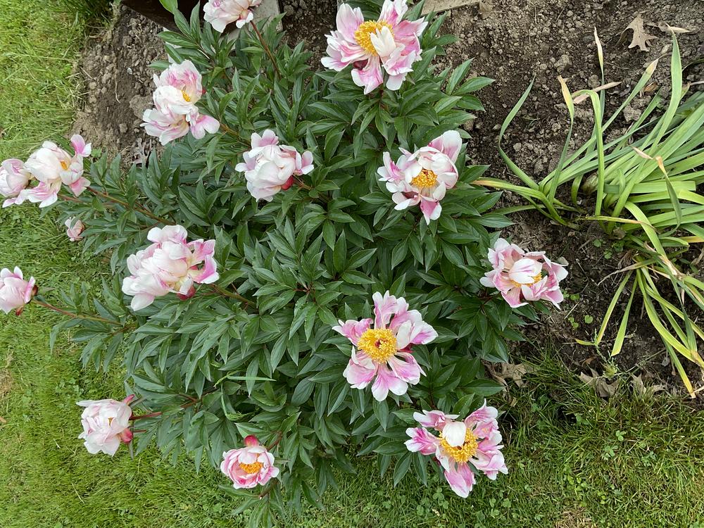 Photo of the entire plant of Peony (Paeonia lactiflora 'Raspberry ...
