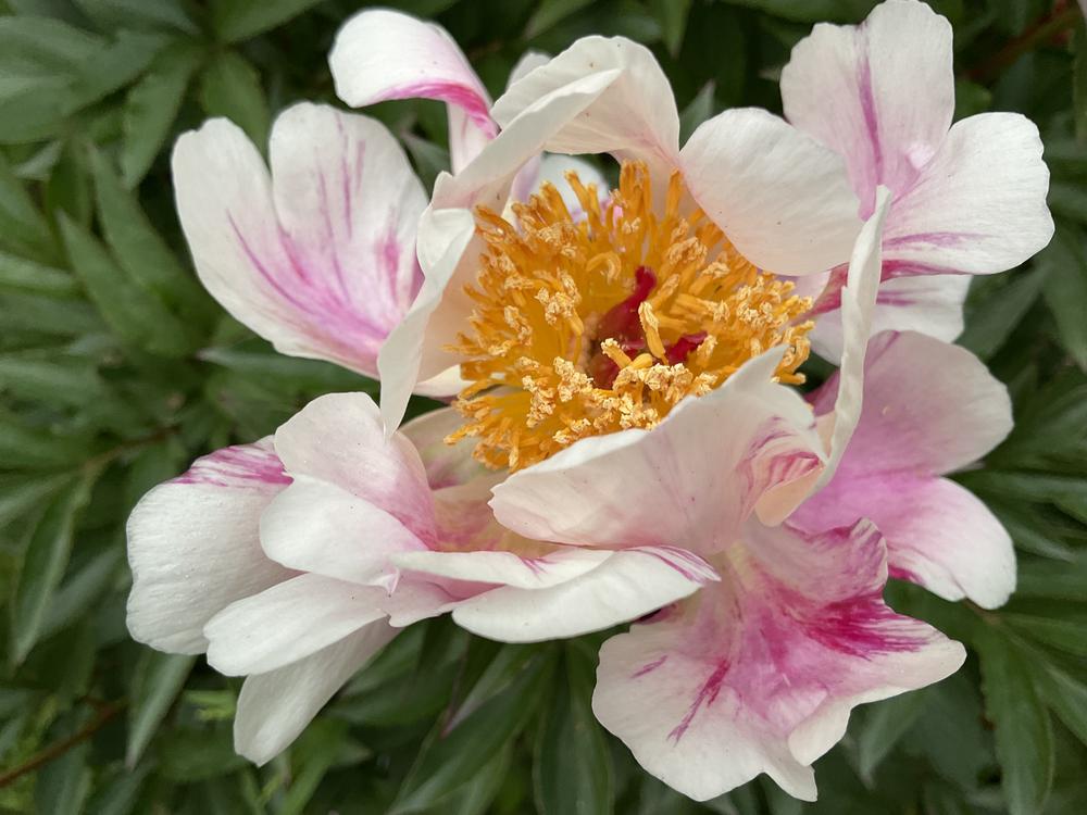 Photo of the bloom of Peony (Paeonia lactiflora 'Raspberry Splash ...